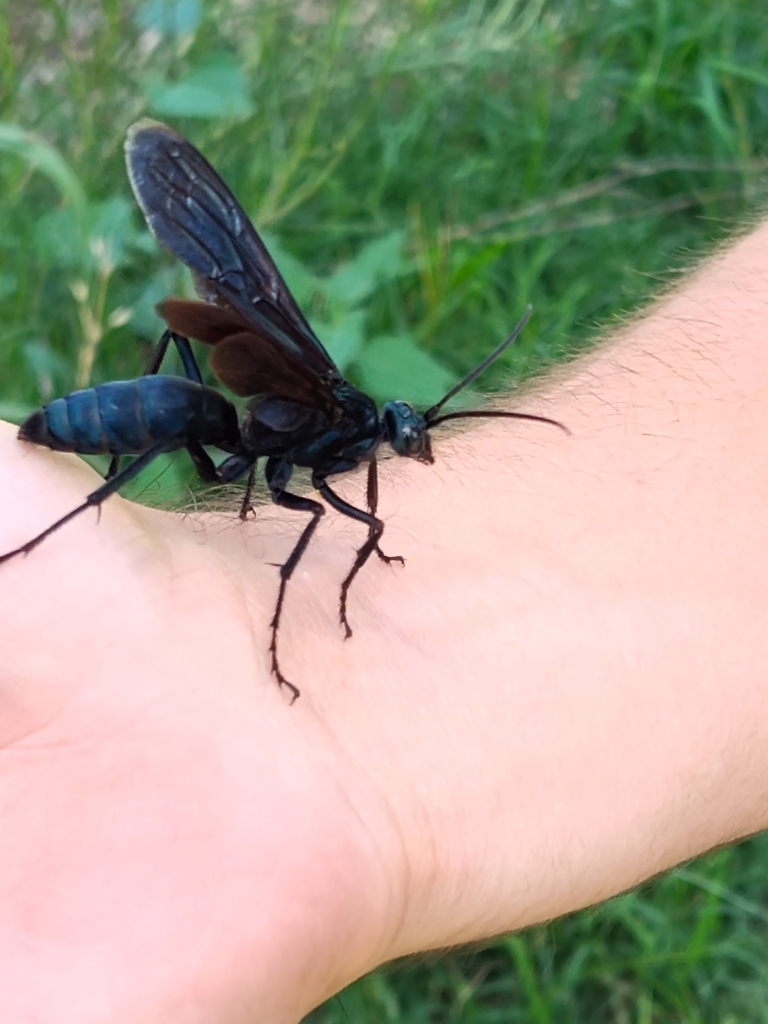 Mexican Tarantula-hawk Wasp from San Simon, AZ 85632, USA on August 21 ...