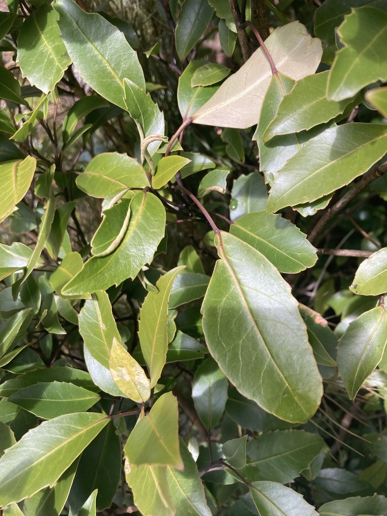Haumakaroa from Arthur's Pass Village 7875, New Zealand on August 21 ...