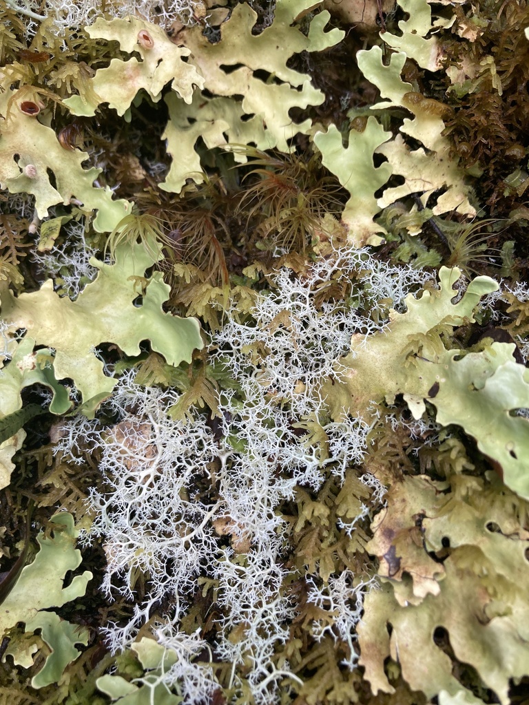 shield lichens, rim lichens, and allies from Selwyn District ...