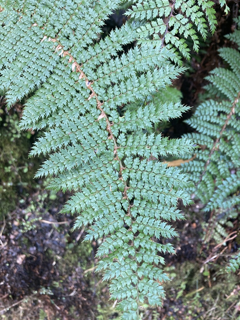 Prickly Shield Fern from Selwyn District, Canterbury, New Zealand on ...