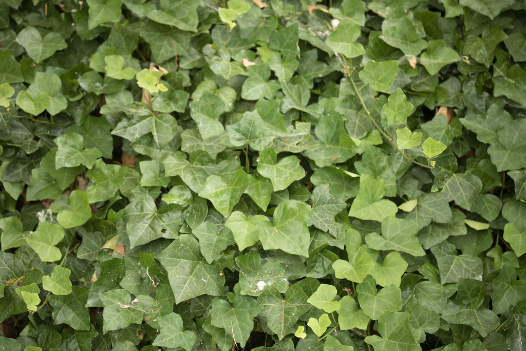 Atlantic Ivy from Hallinan, Lake Oswego, OR 97034, USA on August 5 ...