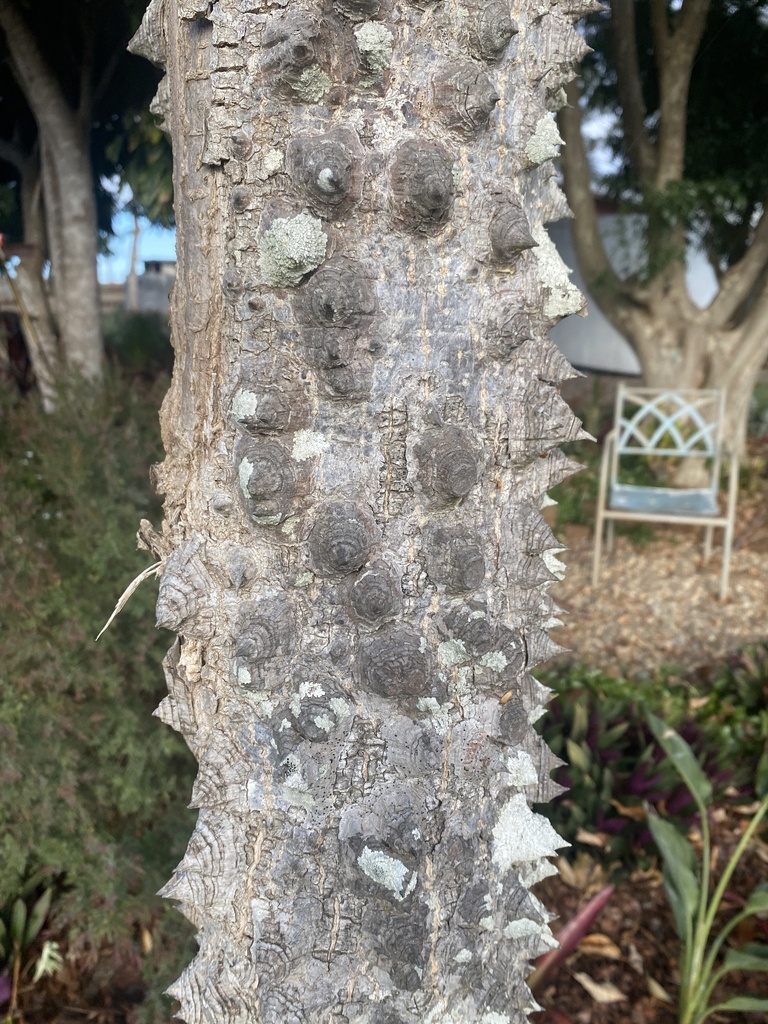 Red Silk Cotton Tree from Kelehers Rd, Milman, QLD, AU on August 22 ...