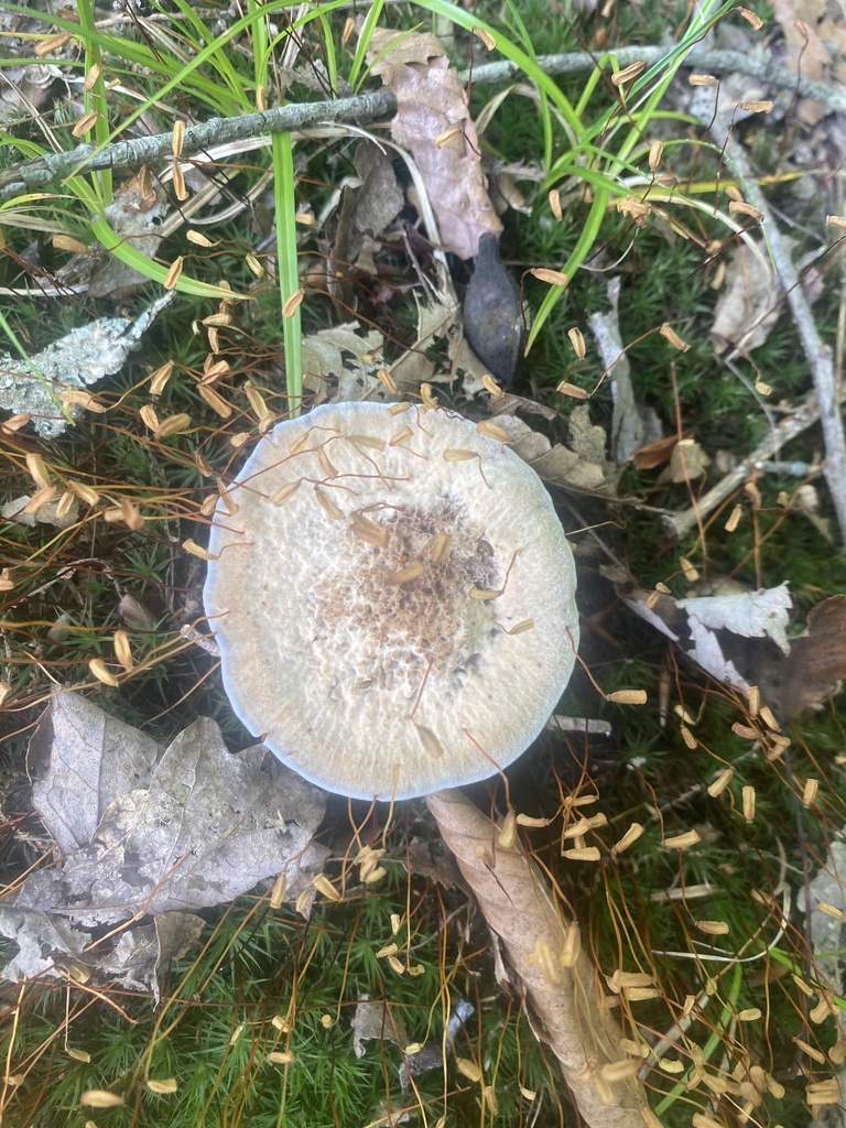 Orange Rough-cap Tooth from Brown County State Park, Nashville, IN, US ...