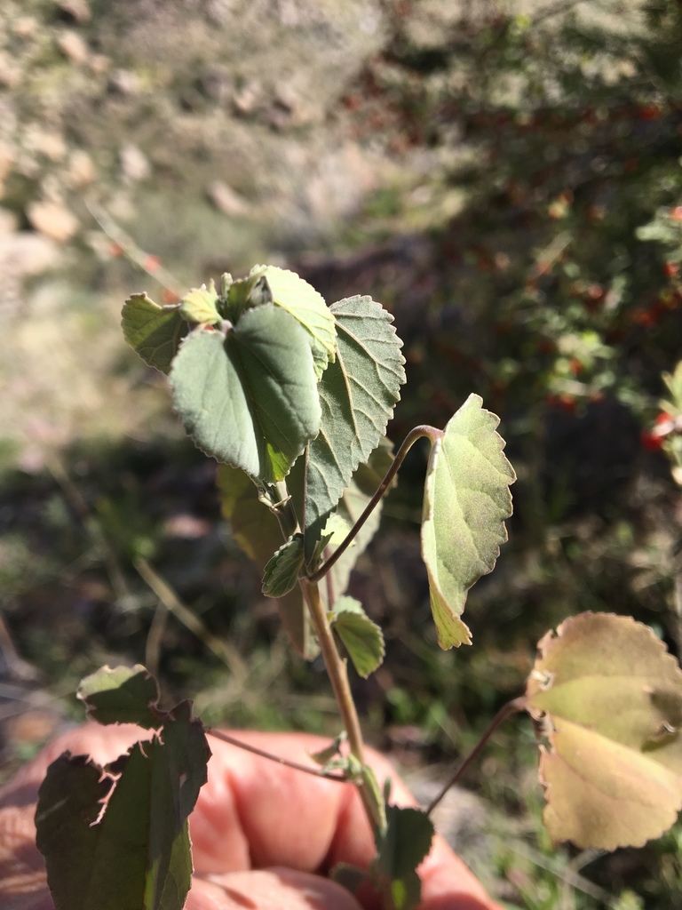 Palmer's Indian mallow from 85255, Scottsdale, AZ, US on February 10 ...