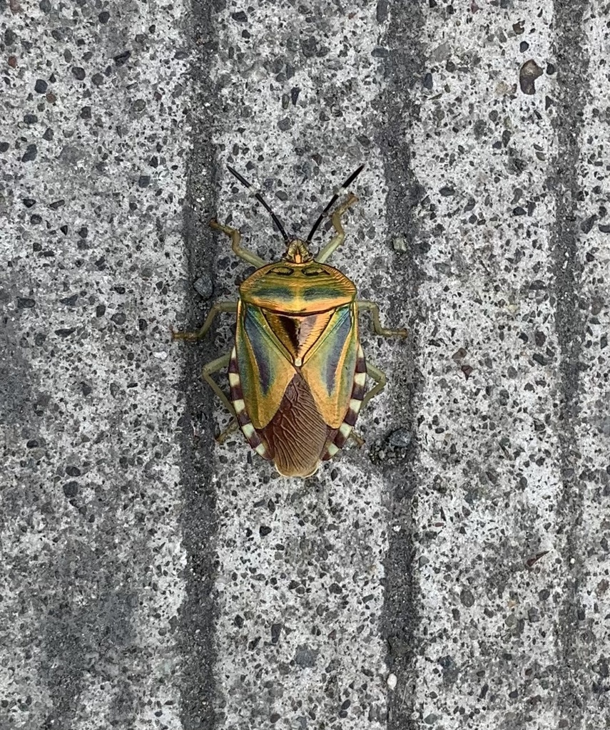 Mattiphus reflexus from Mindanao, Davao City, Davao Del Sur, PH on ...