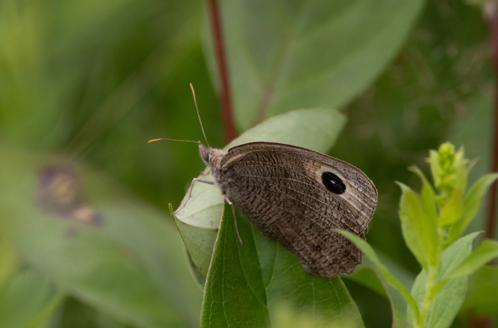 Common Wood-Nymph from Sapsucker Woods--eastern fields on August 17 ...