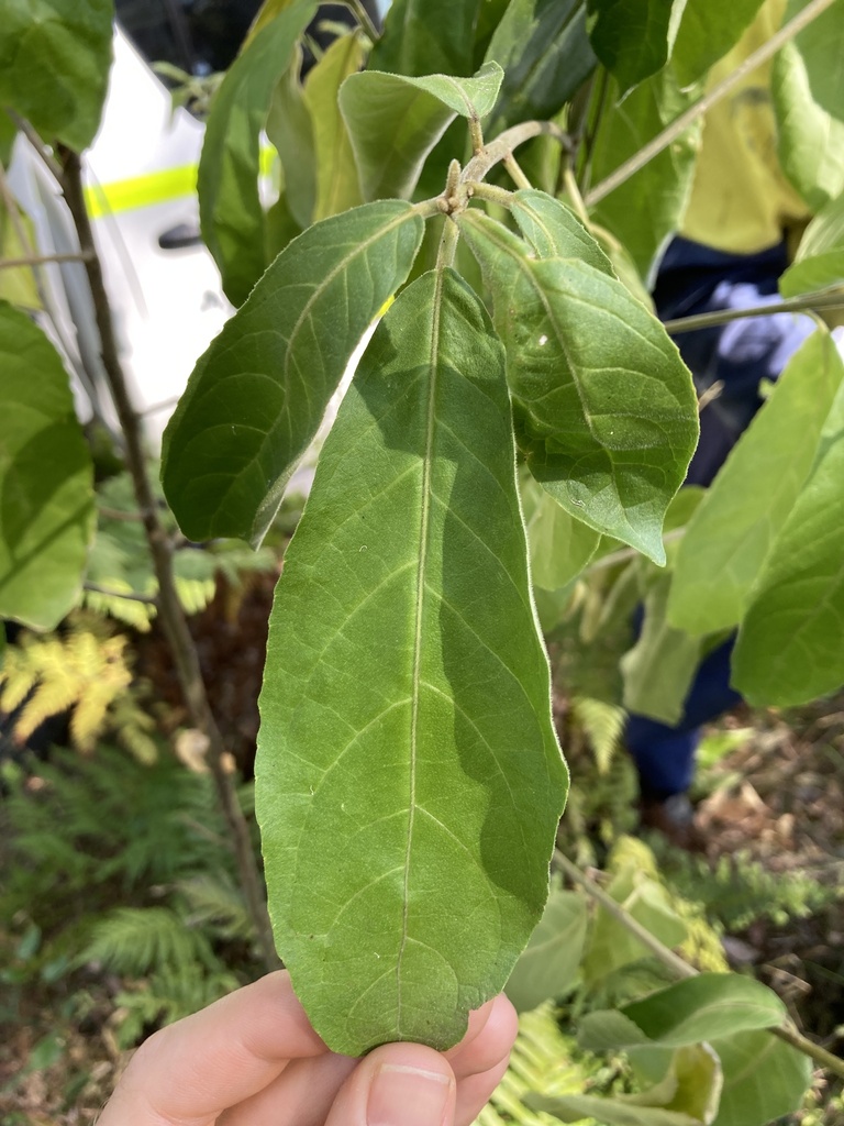 Claoxylon australe from King Parrot Reserve, Clagiraba, QLD, AU on ...