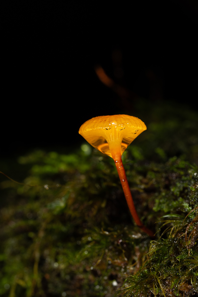 Xeromphalina from Minatitlán Municipality, Colima, Mexico on August 13 ...