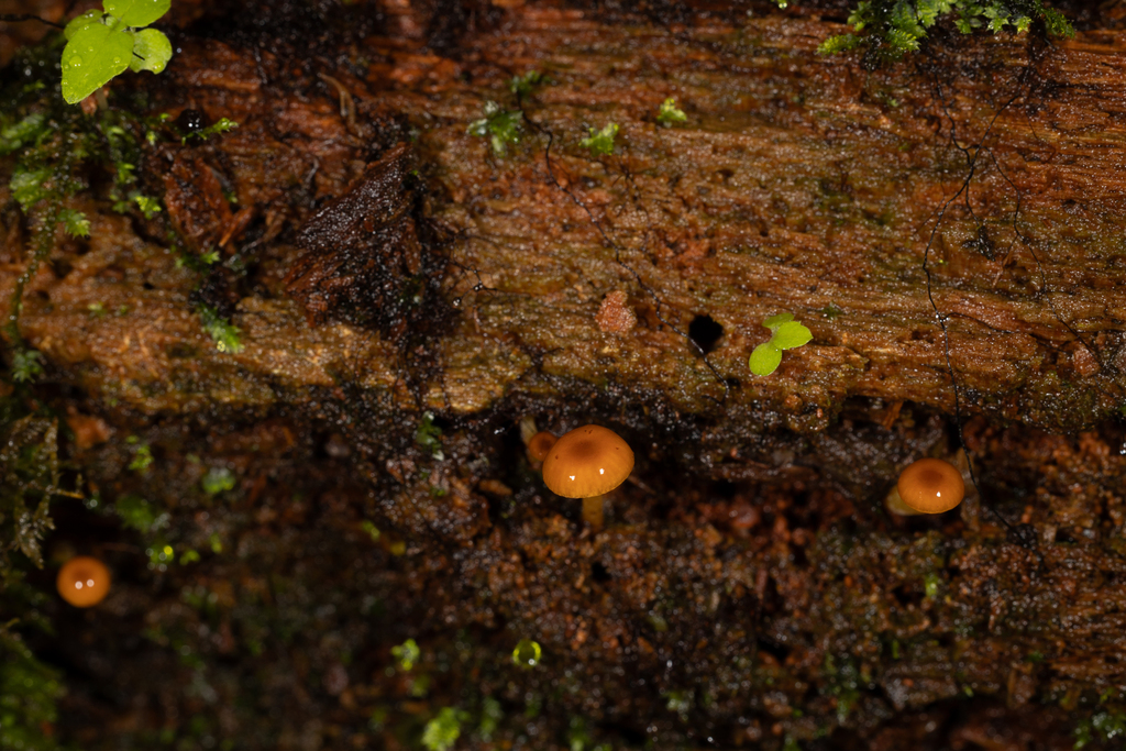 Xeromphalina from Minatitlán Municipality, Colima, Mexico on August 13 ...