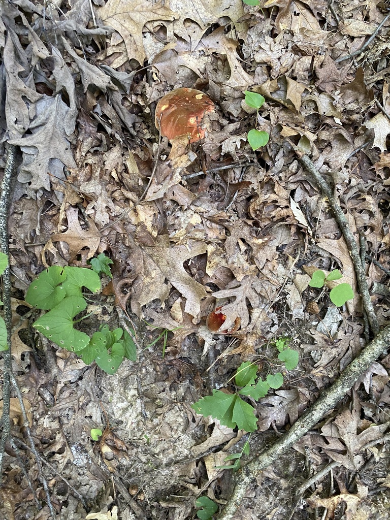 Neoboletus from Morgantown, IN, US on August 20, 2023 at 12:26 PM by ...
