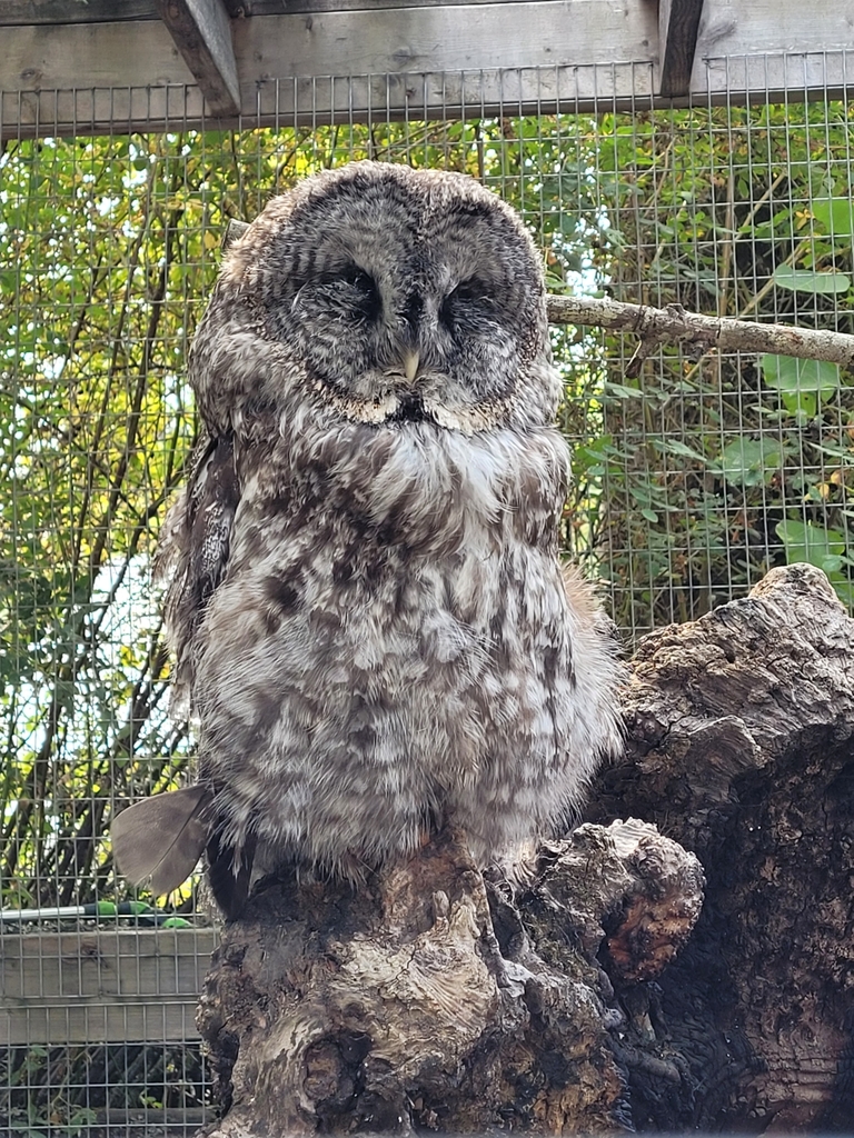 Great Gray Owl in August 2023 by Alanis Martinez · iNaturalist