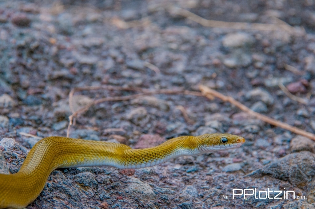 Green Rat Snake from Malinalco, Méx., México on December 13, 2013 at 07 ...