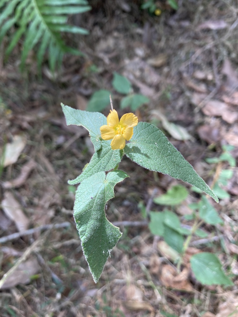 straggly lantern-bush from King Parrot Reserve, Clagiraba, QLD, AU on ...