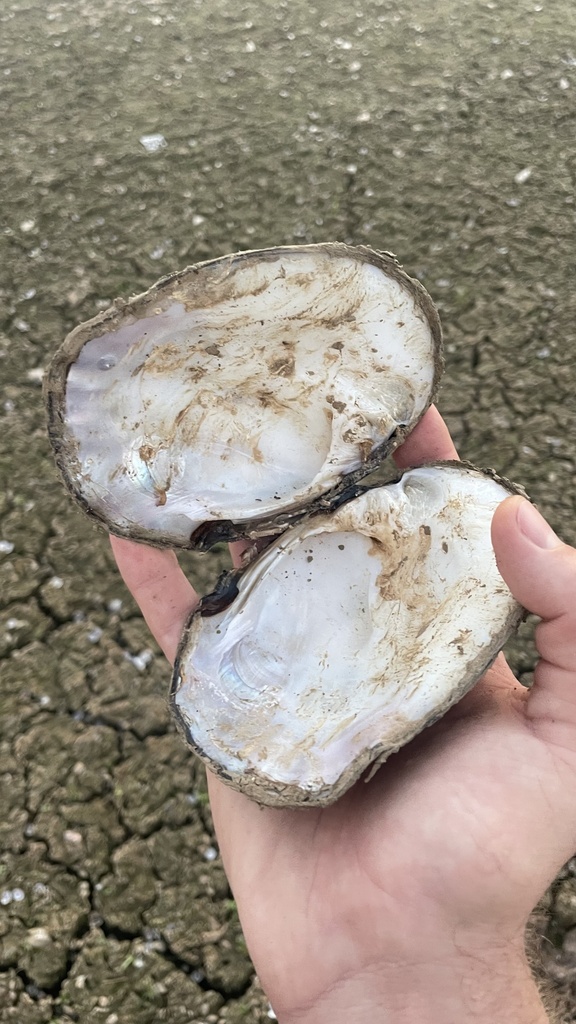 Three-ridge Mussel from Lake Sequoyah, Fayetteville, AR, US on August ...