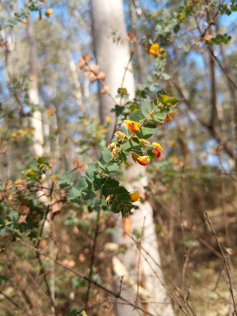 spiny bush-pea from Anstead QLD 4070, Australia on August 22, 2023 at ...