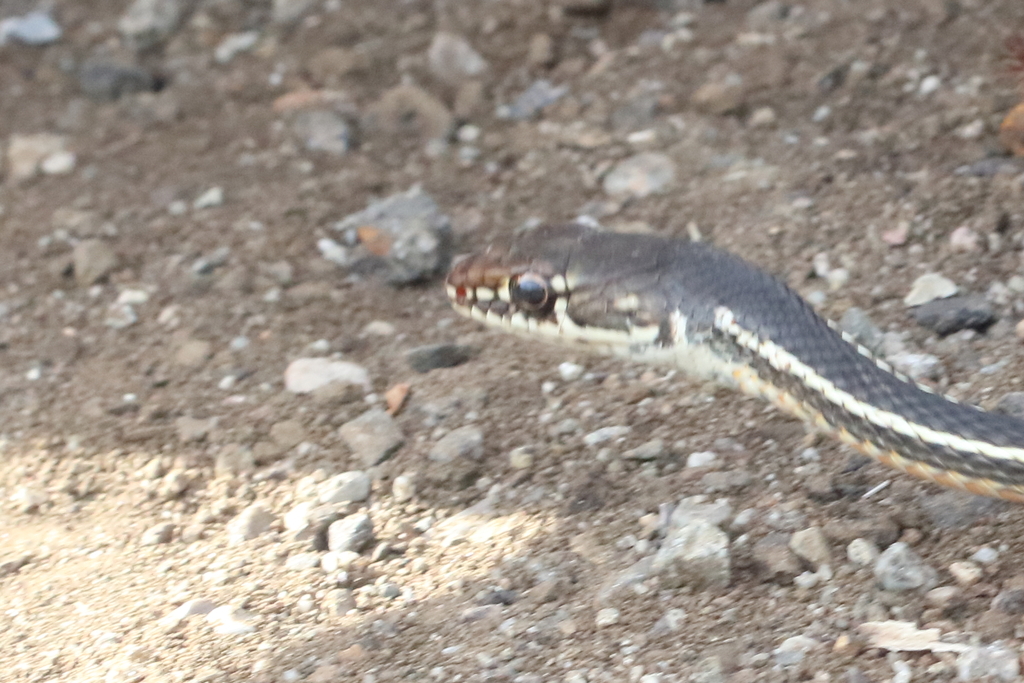 Striped Racer in June 2023 by louislo · iNaturalist