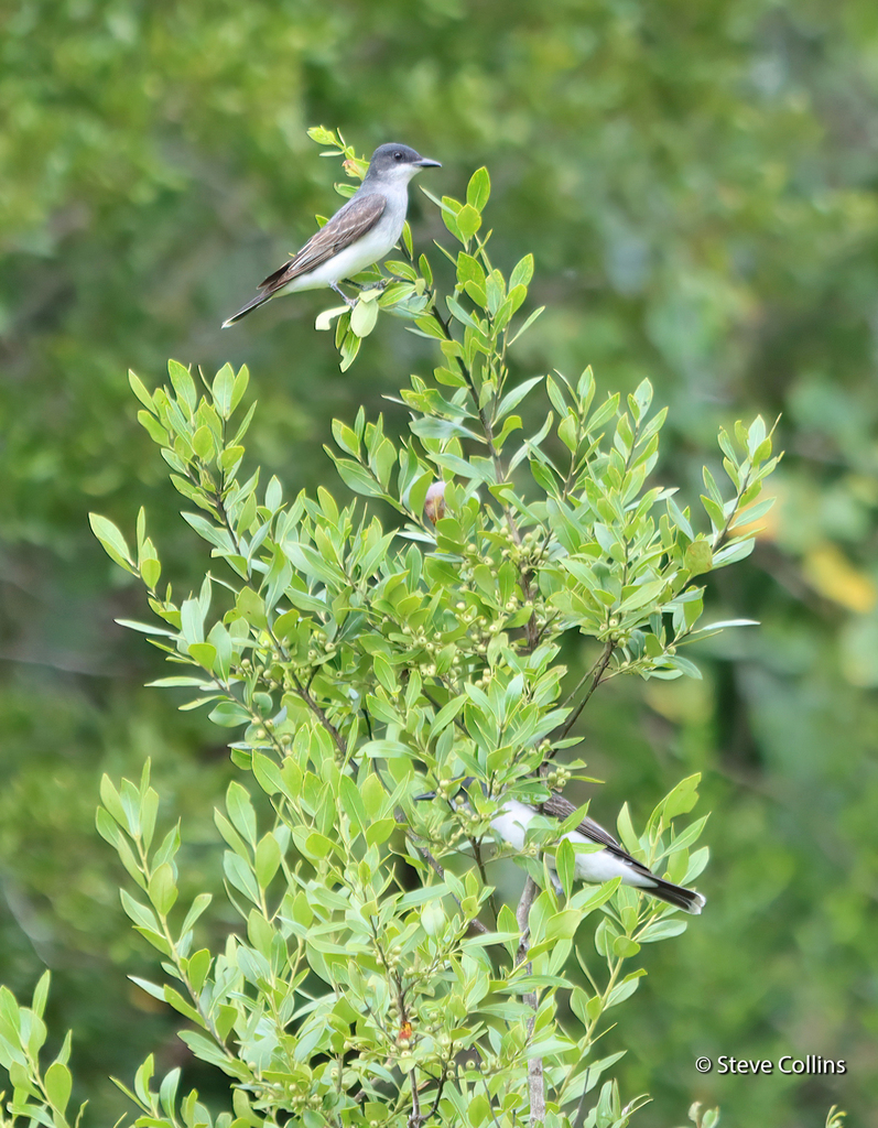 Eastern Kingbird from Osceola County, FL, USA on August 20, 2023 at 11: ...