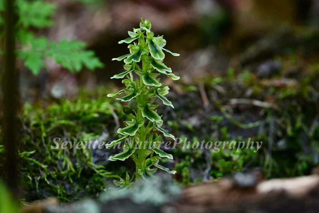 Neottia megalochila in August 2023 by Shi Qi · iNaturalist