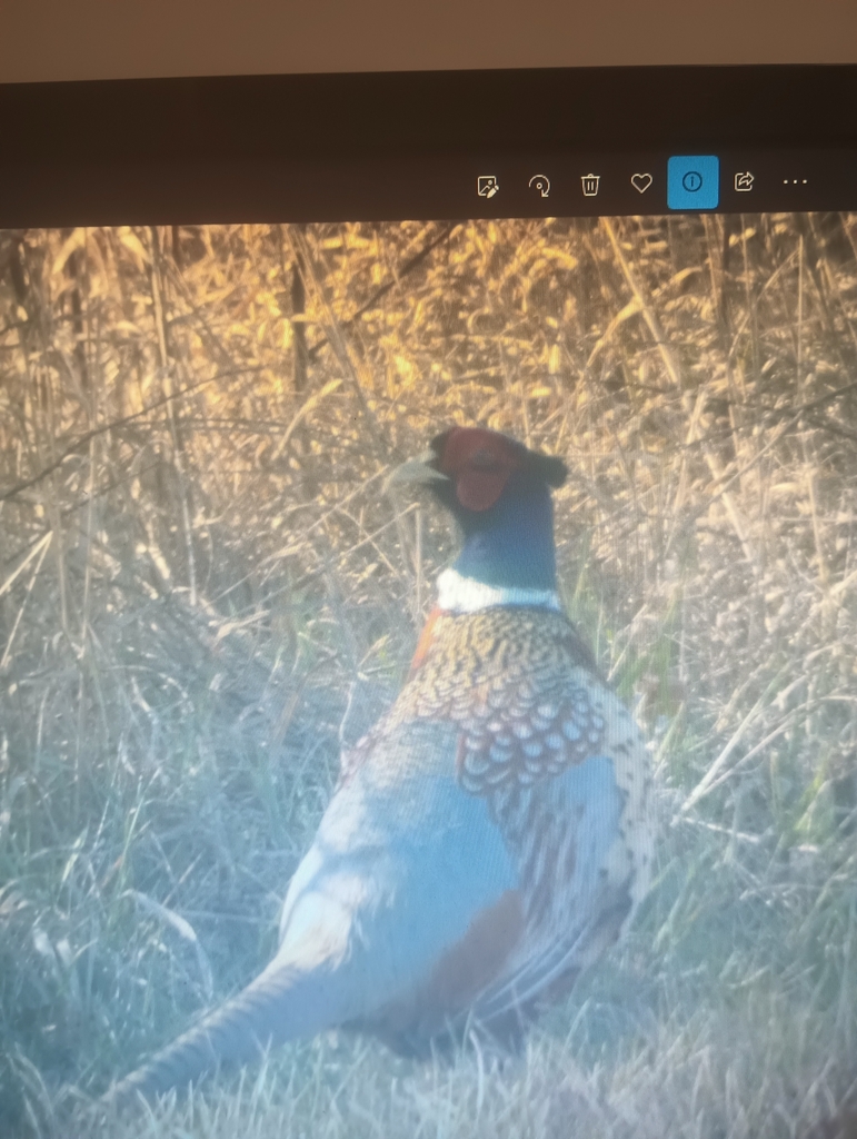Ring-necked Pheasant from Jim Edgar Panther Creek State Fish and ...