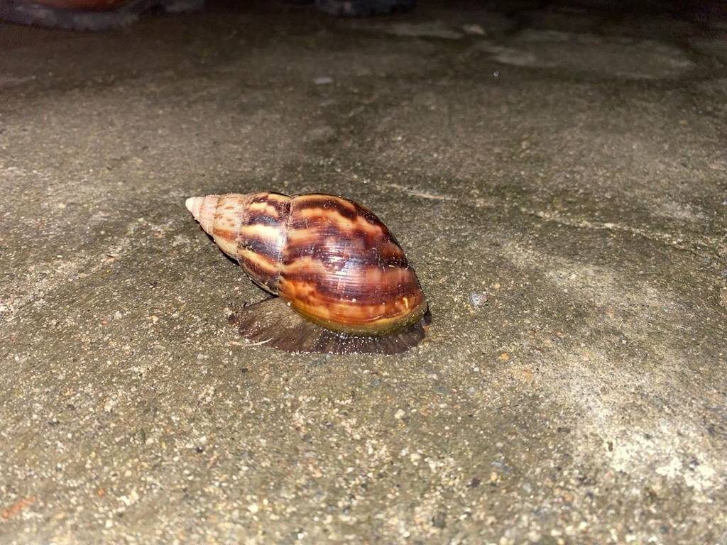 African Giant Snail from Puerto Napo, Ecuador on August 21, 2023 at 09: ...