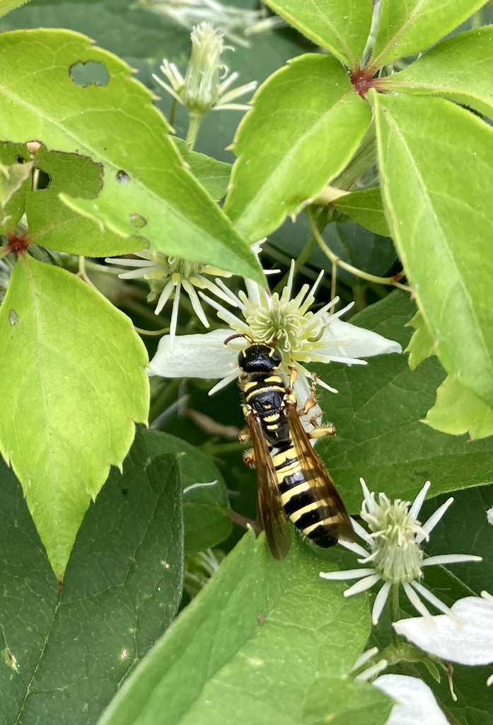 Five-banded Thynnid Wasp from 44th Ave S, Minneapolis, MN, US on August ...