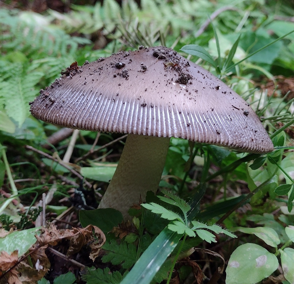 Western Grisette from Skagit County, WA, USA on August 21, 2023 at 03: ...