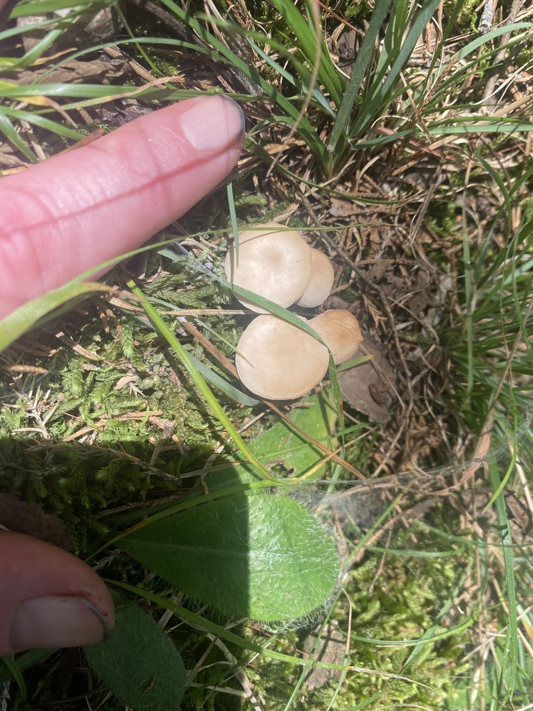 Funnels from Spiker Cemetery Rd, Nashville, IN, US on August 20, 2023 ...