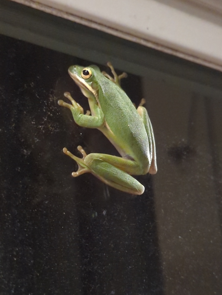 Green Treefrog from Roswell, GA 30075, USA on August 21, 2023 at 11:45 ...