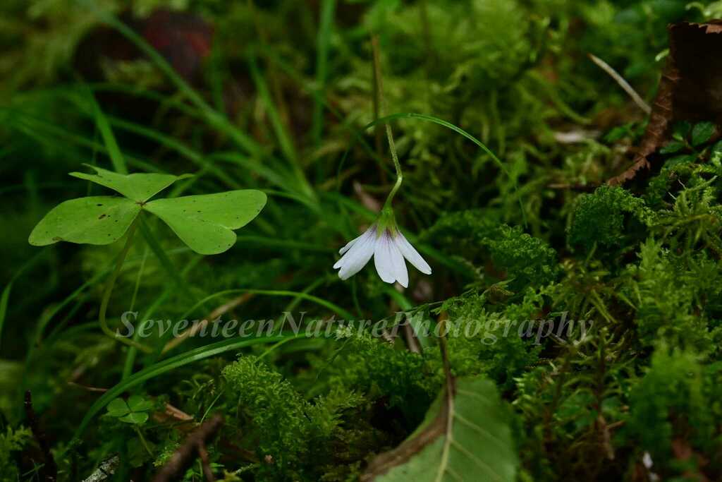 Oxalis griffithii from 中国四川省阿坝藏族羌族自治州汶川县 on August 9, 2023 at 01:42 PM by 石柒 · iNaturalist