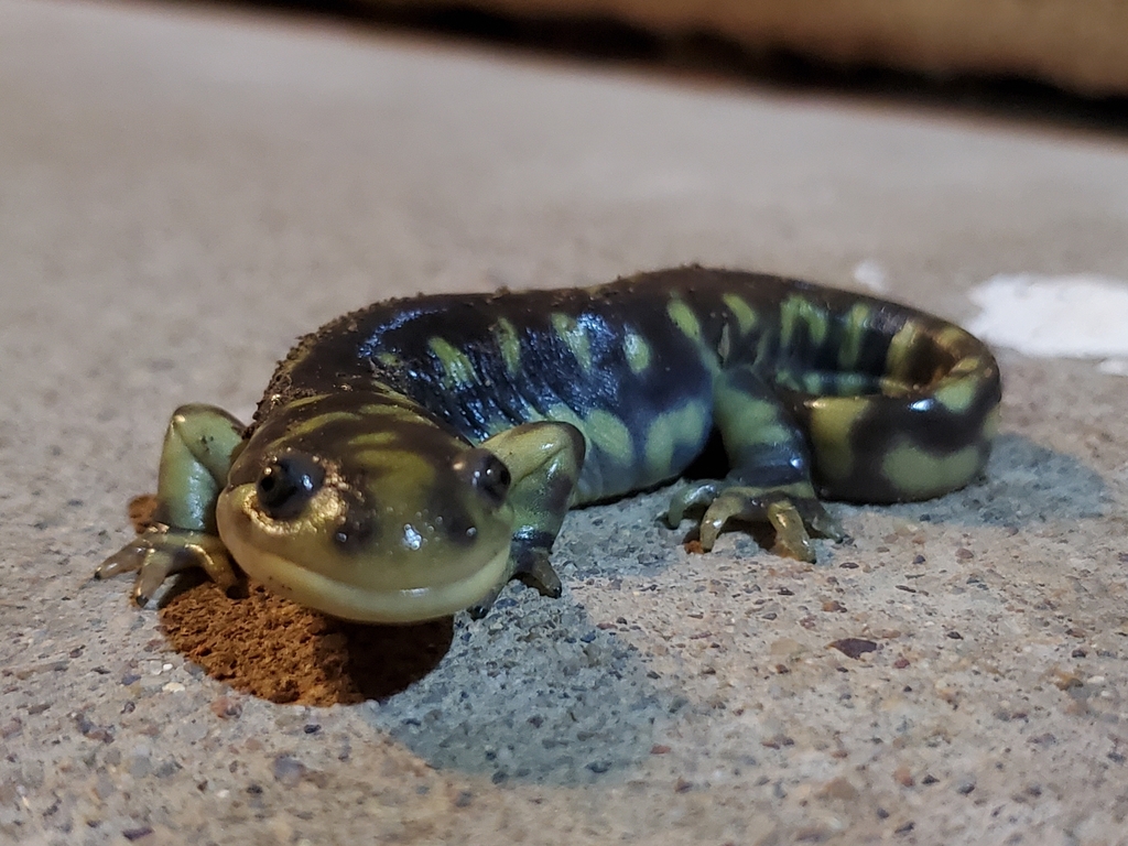 Barred Tiger Salamander from Northland Pioneer College on August 21 ...
