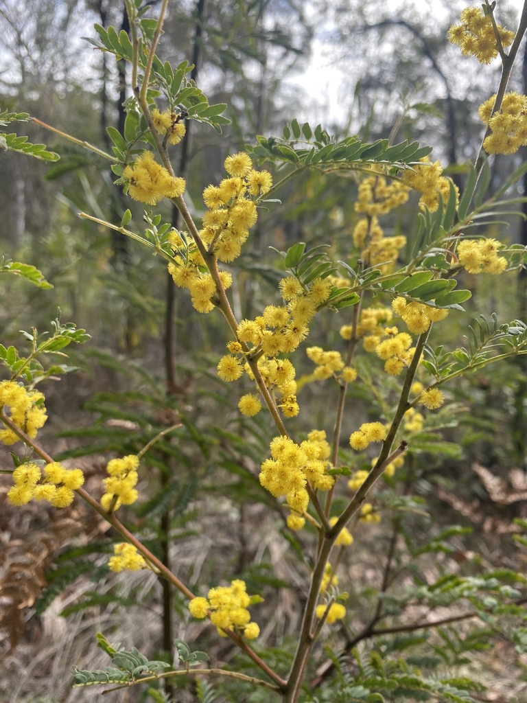 Red Stem Wattle from Blue Mountains National Park, The Devils ...