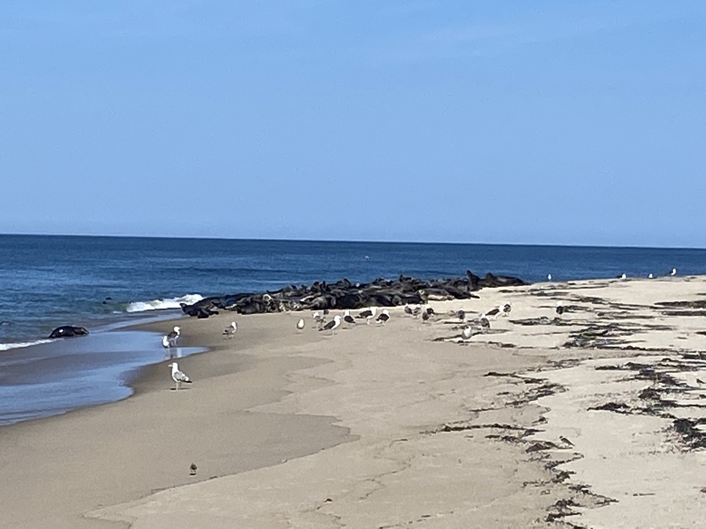 Earless Seals from Cape Cod National Seashore, Truro, MA, US on August ...