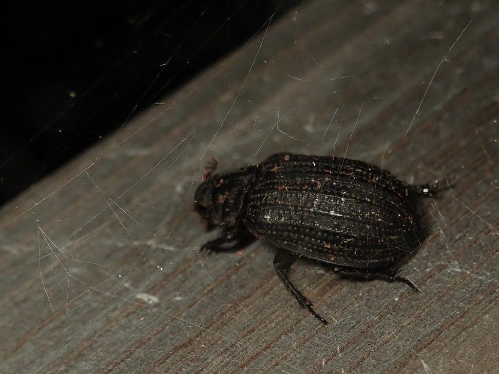 Trox setifer from 大阪府民の森ちはや園地, 南河内郡千早赤阪村, 大阪府, JP on August 16, 2023 at ...