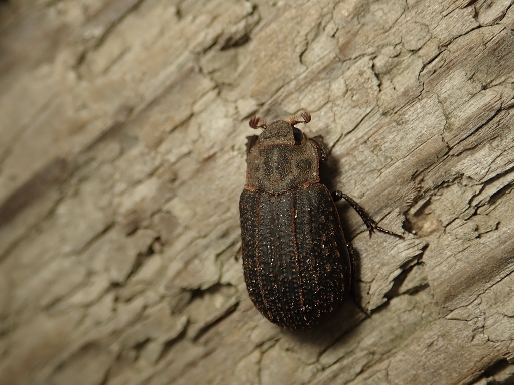 Trox setifer from 大阪府民の森ちはや園地, 南河内郡千早赤阪村, 大阪府, JP on August 16, 2023 at ...