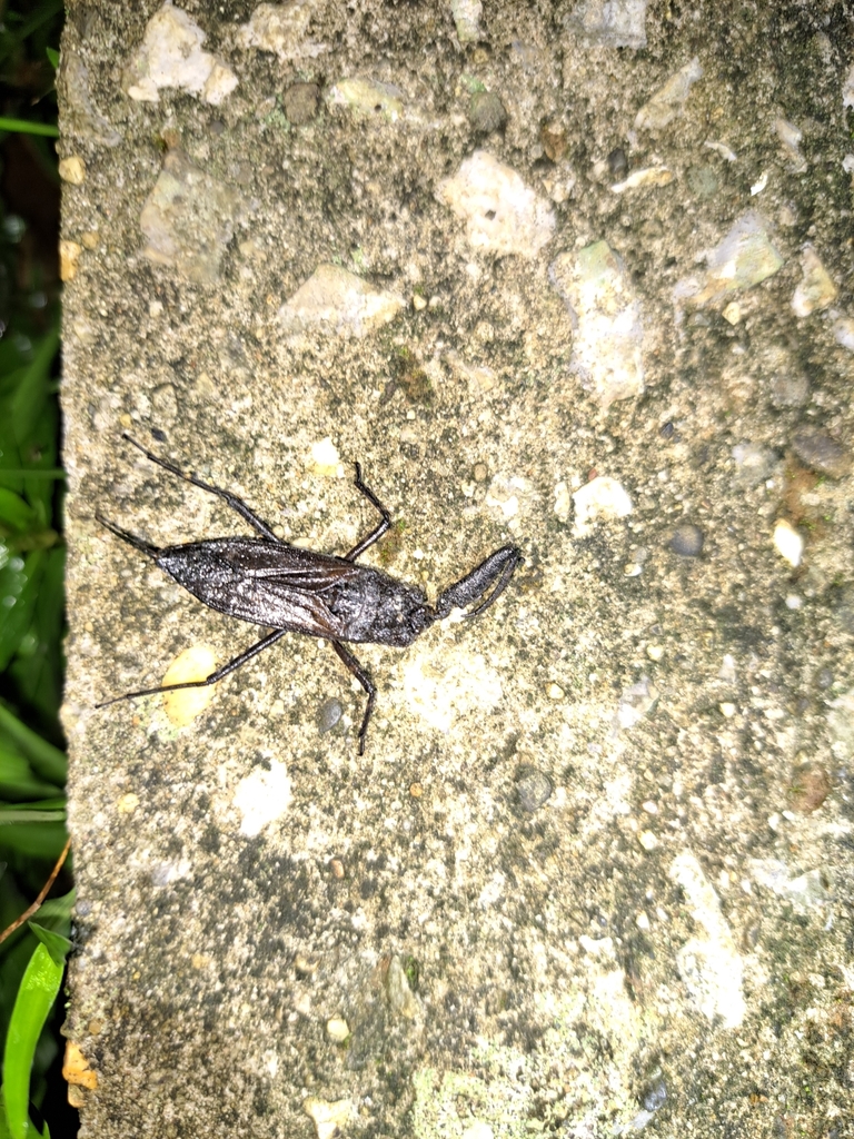 Laccotrephes from Bako National Park on August 20, 2023 at 08:31 PM by ...