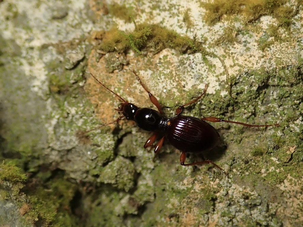 Broscosoma doenitzi from 大阪府民の森ちはや園地, 南河内郡千早赤阪村, 大阪府, JP on August 16 ...