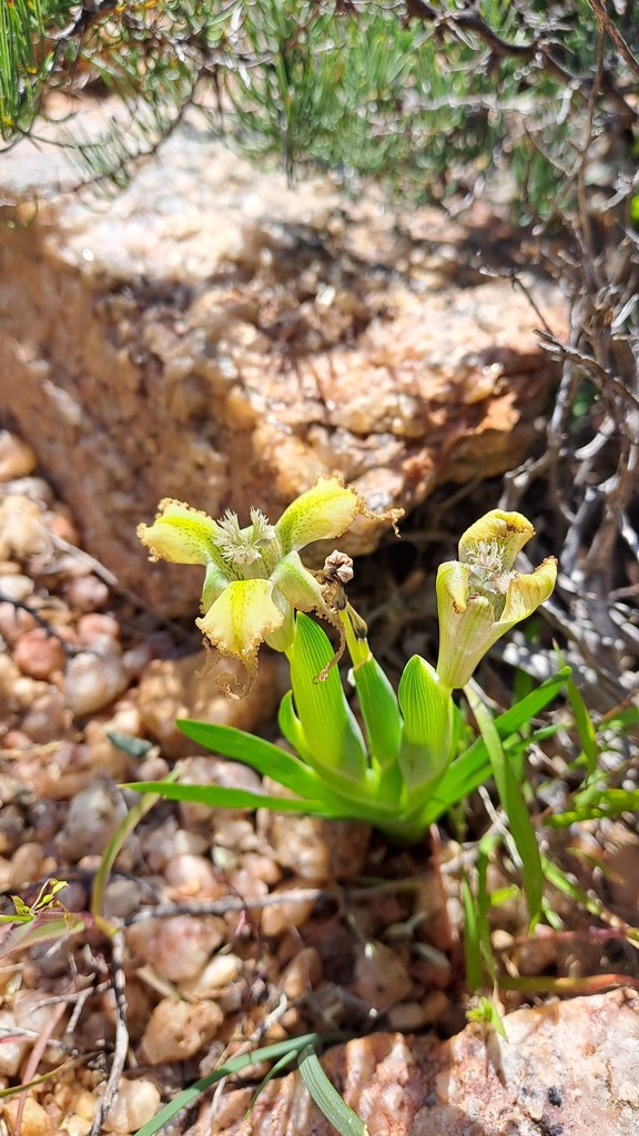 Starfish lily in August 2023 by Tristan Kruger · iNaturalist