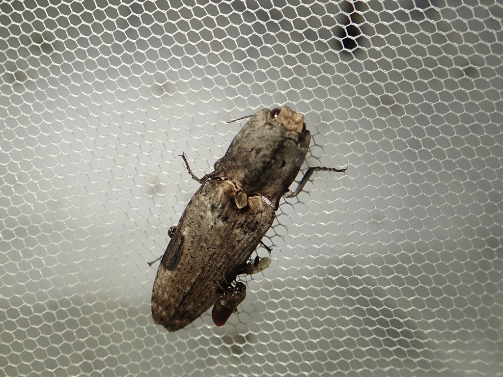 Cryptalaus larvatus pini from 大阪府民の森ちはや園地, 南河内郡千早赤阪村, 大阪府, JP on August ...