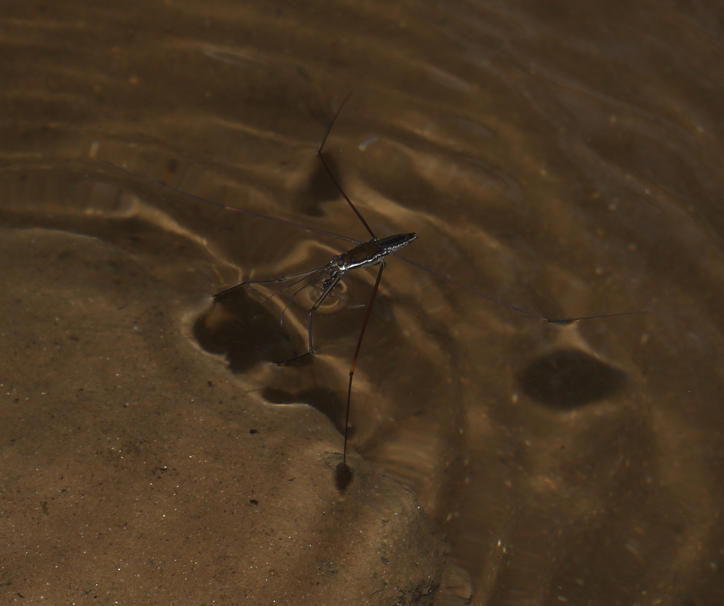 Water Striders from Kim Bôi District, Hoa Binh, Vietnam on December 2 ...