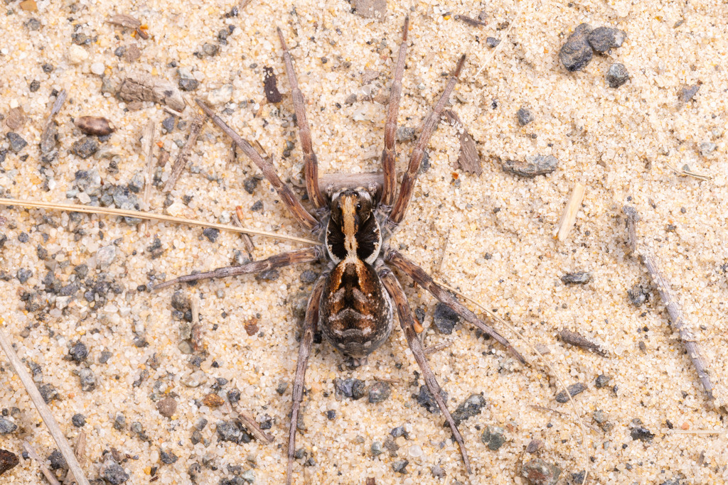 Variable Wolf Spider from Botany Bay, Sutherland Shire - East, AU-NS ...