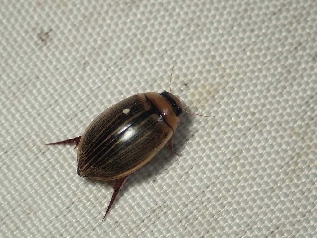 Hydaticus grammicus from 毛馬町5丁目, 大阪市都島区, 大阪府, JP on August 18, 2023 at ...