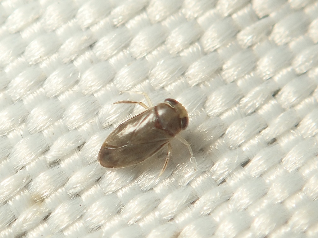 Micronecta guttata from 毛馬町5丁目, 大阪市都島区, 大阪府, JP on August 18, 2023 at ...