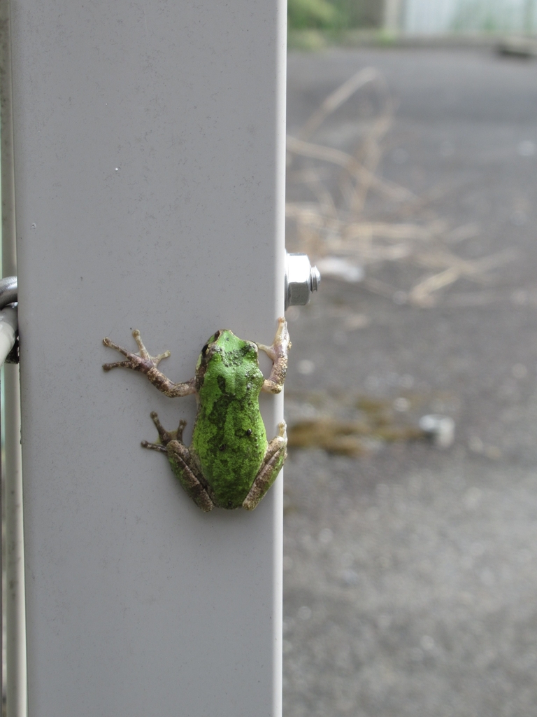 Japanese Tree Frog from Kyoto on August 22, 2023 at 04:06 PM by Neriko ...