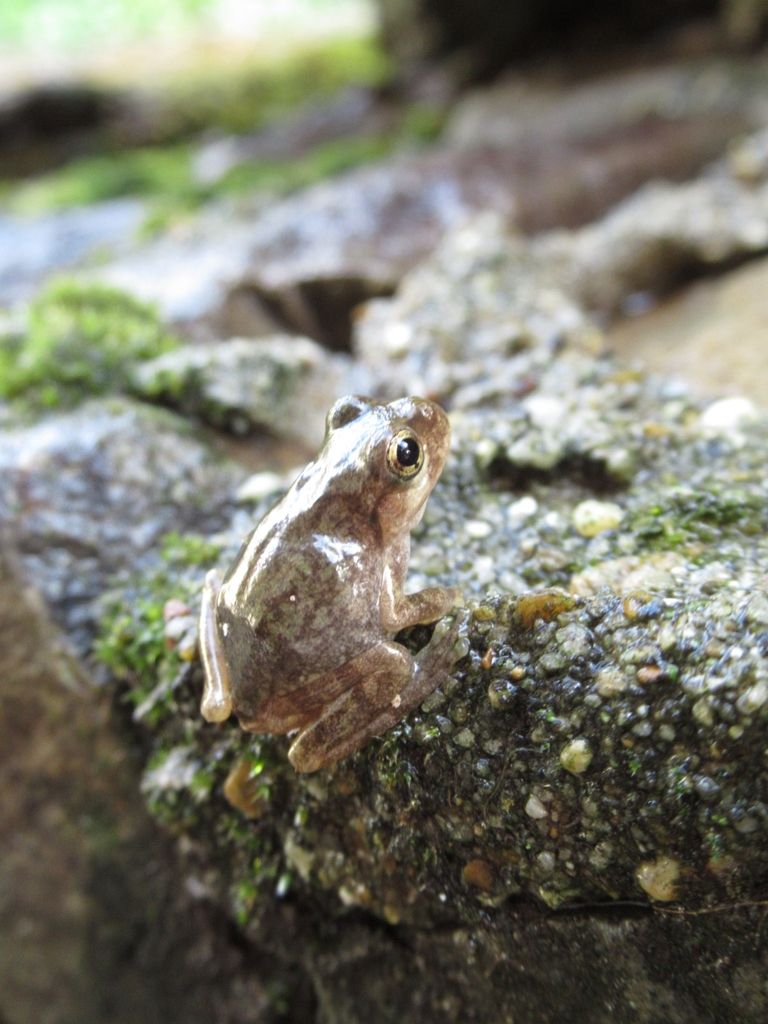 Japanese Tree Frog from Kyoto on August 22, 2023 at 04:28 PM by Neriko ...