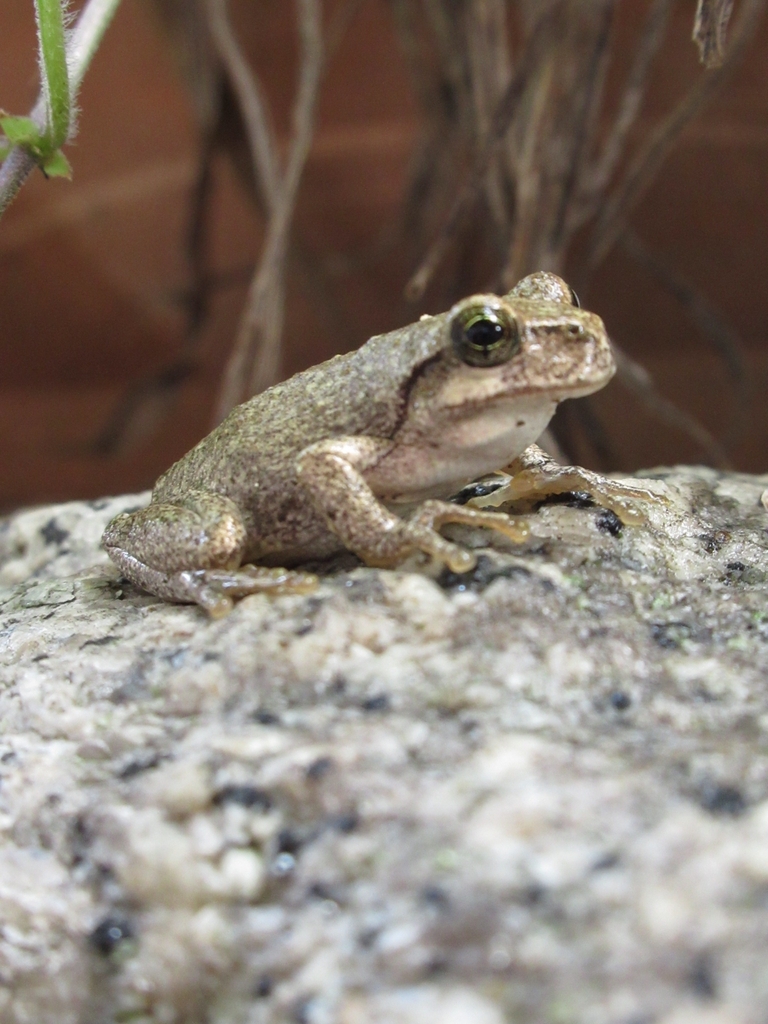 Japanese Tree Frog from Kyoto on August 22, 2023 at 04:42 PM by Neriko ...