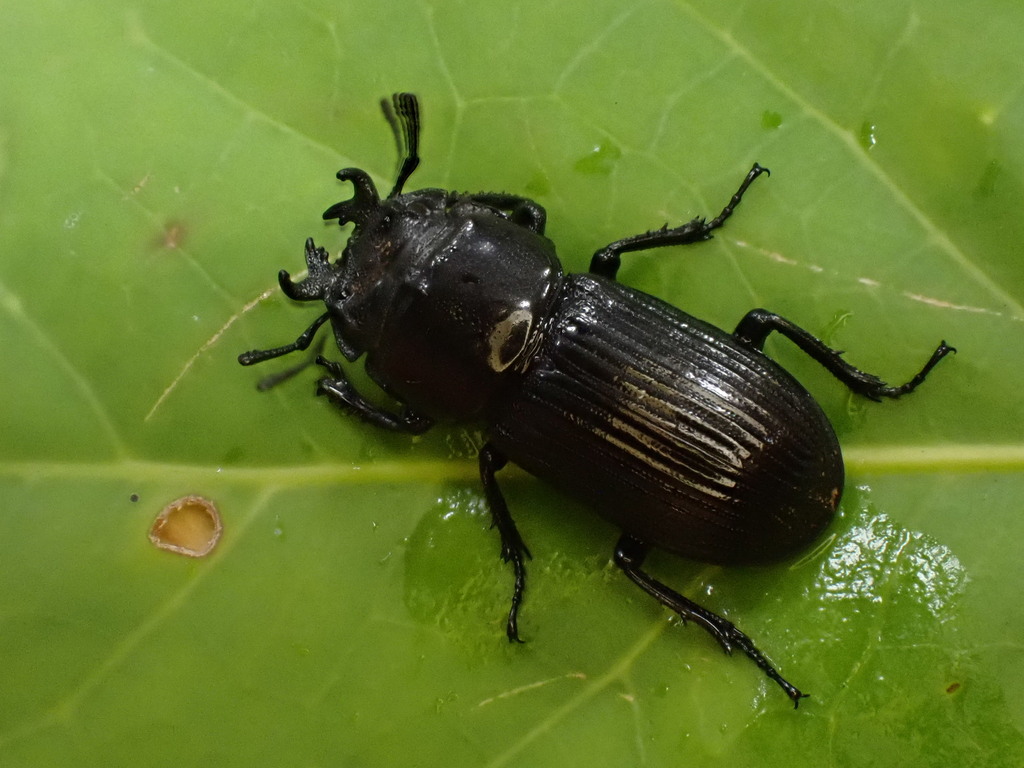 Nigidius formosanus from 台灣台東縣 on August 12, 2023 at 09:48 PM by 陳慧珠 ...