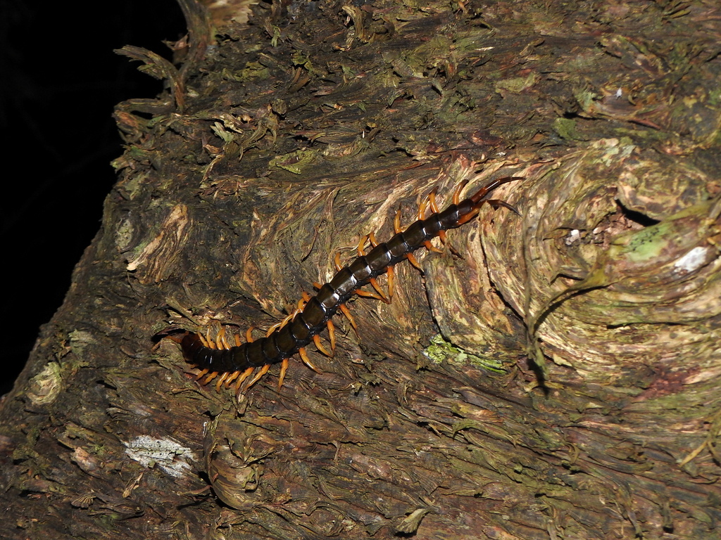 Chinese Red-headed Centipede from 台灣台東縣 on August 12, 2023 at 08:41 PM ...