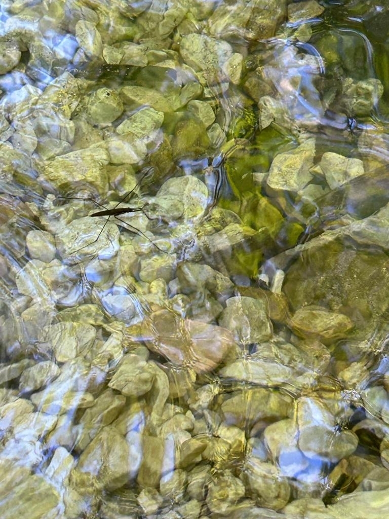 River Skater from 61046 Piobbico PU, Italia on August 20, 2023 at 03:47 ...