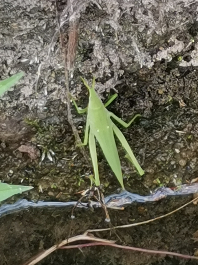 Atractomorpha lata in August 2023 by いのてっつー · iNaturalist