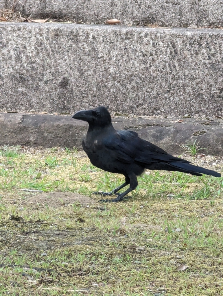 Large-billed Crow from Japan, 〒604-8301 Kyoto, Nakagyo Ward, Nijōjōchō ...